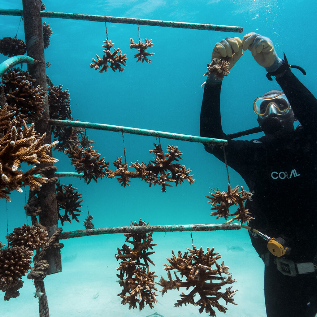 Partnership Reefo divers, Diani - Kenya - REEFolution