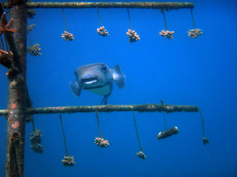 Partnership Reefsystems, Kenya - REEFolution