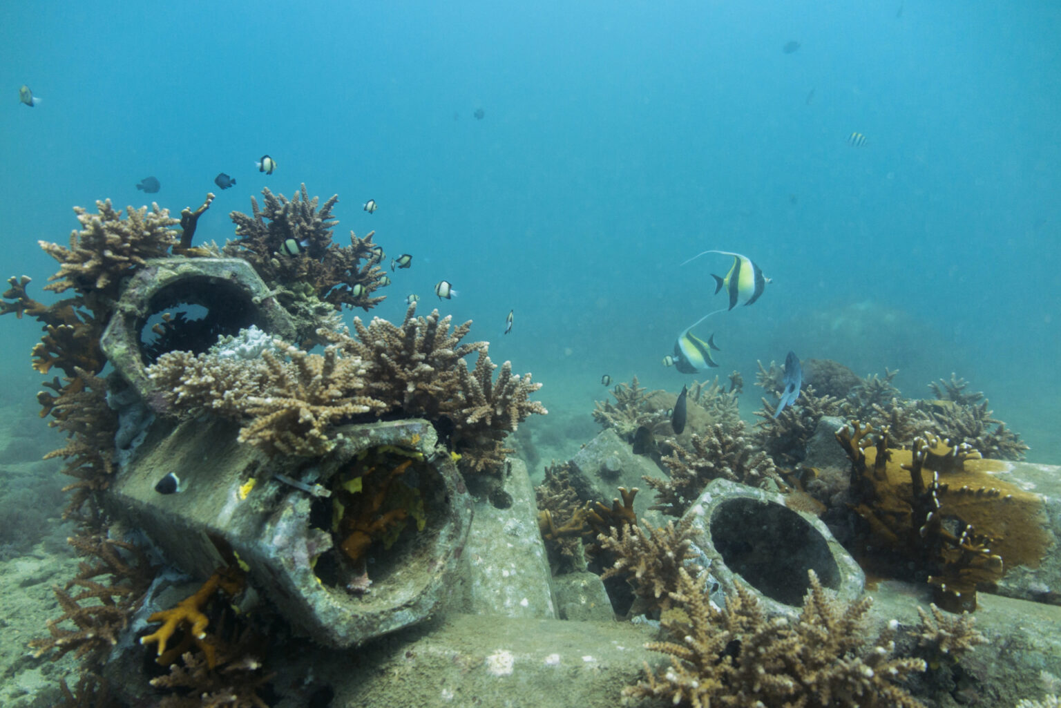 Homepage - REEFolution