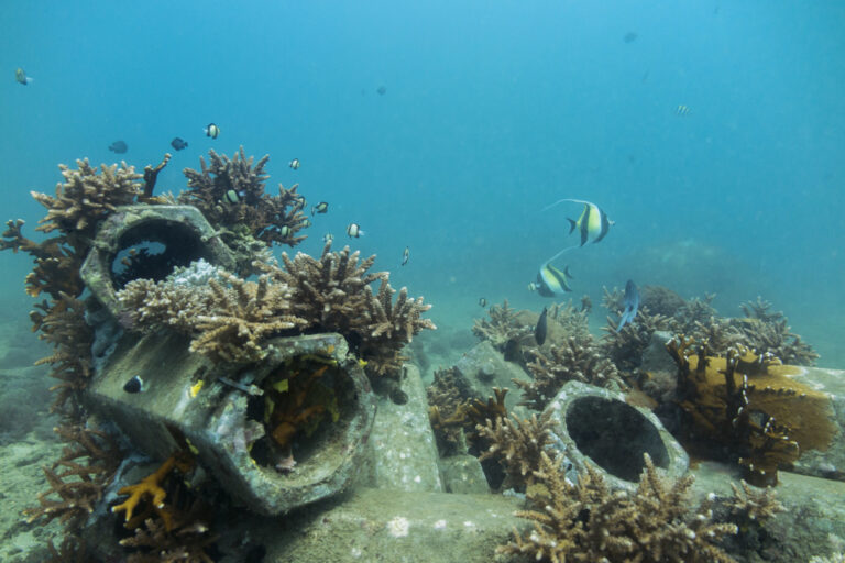 Homepage - REEFolution