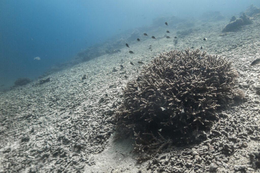 The effects of climate change on coral reefs - Reefolution