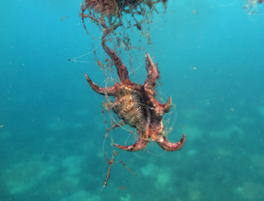 The impact of unsustainable fisheries - Reefolution