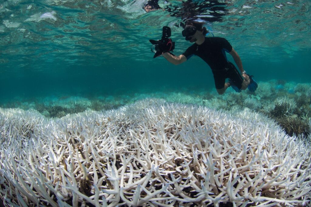The effects of climate change on coral reefs - Reefolution