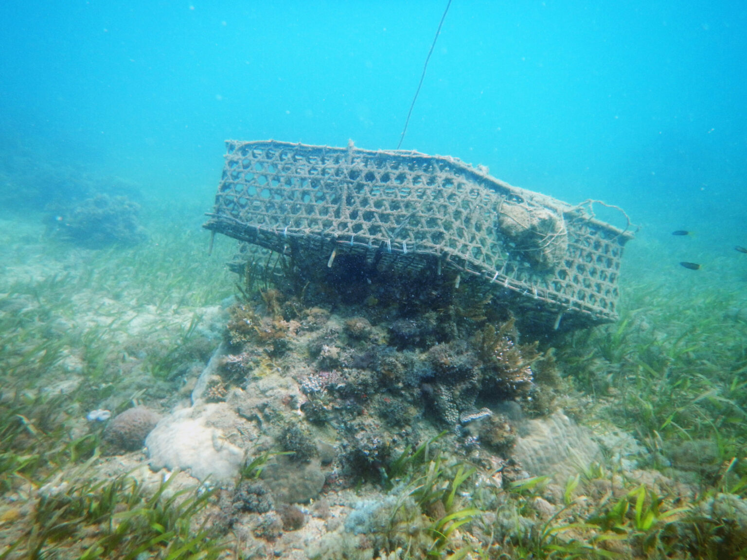 The impact of unsustainable fisheries - Reefolution