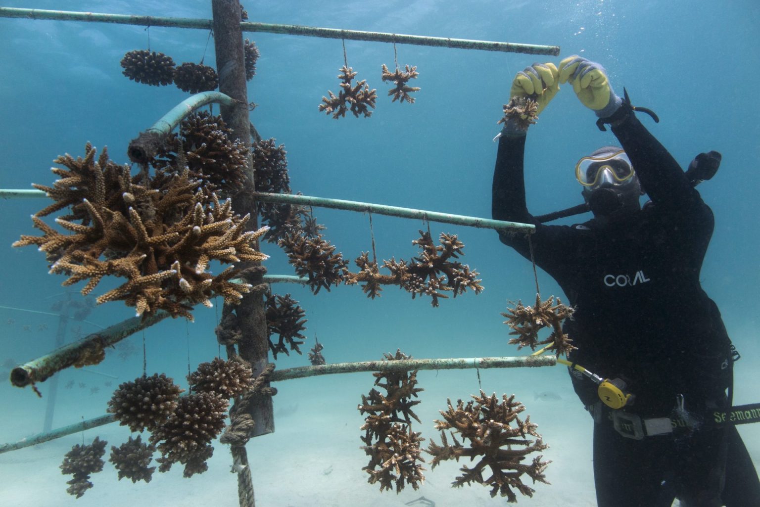 How Coral Gardens Are Bringing Kenya’s Reefs Back to Life - REEFolution