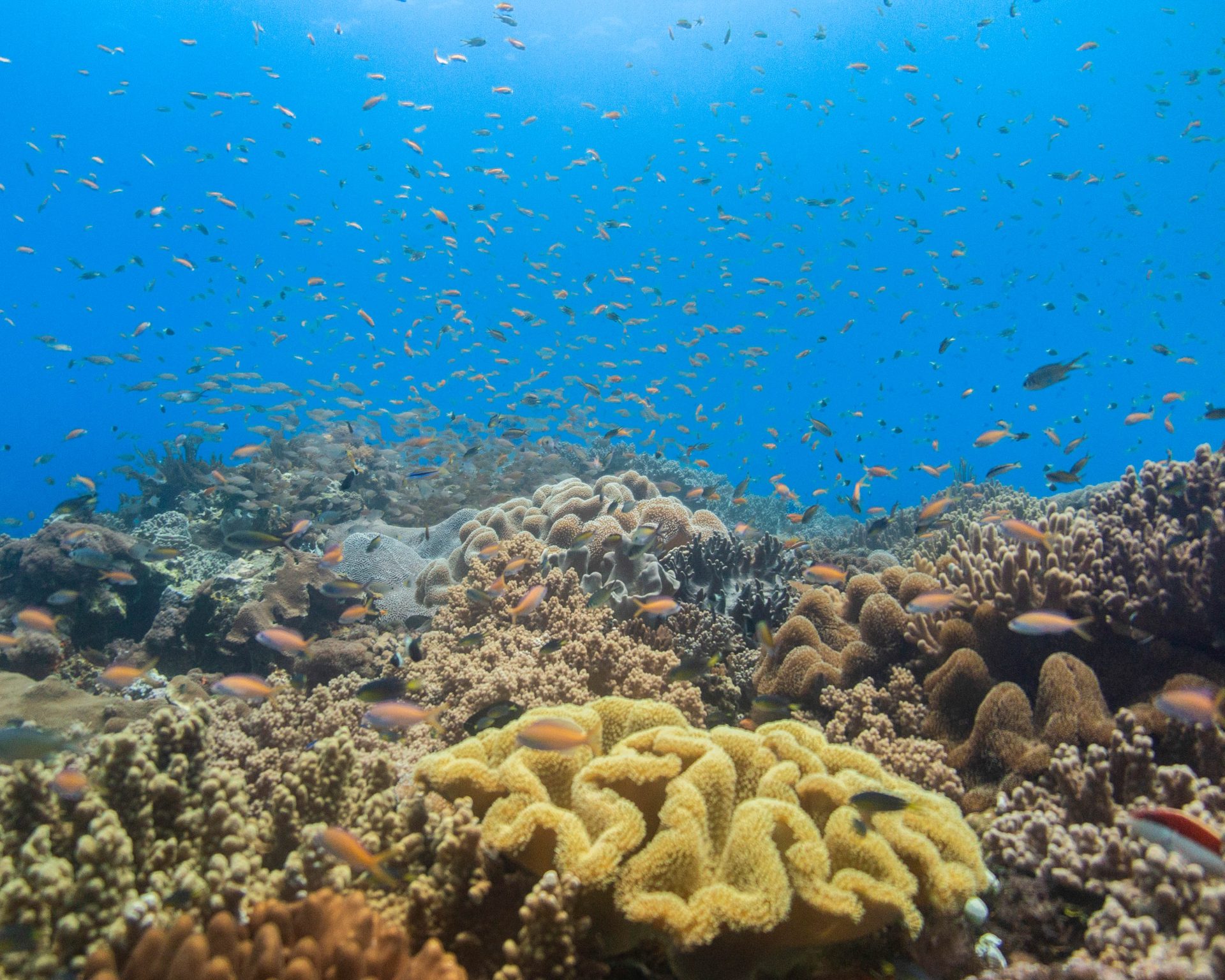 What Bleaching Actually Does to a Coral Reef - And Why It’s a Big Deal ...